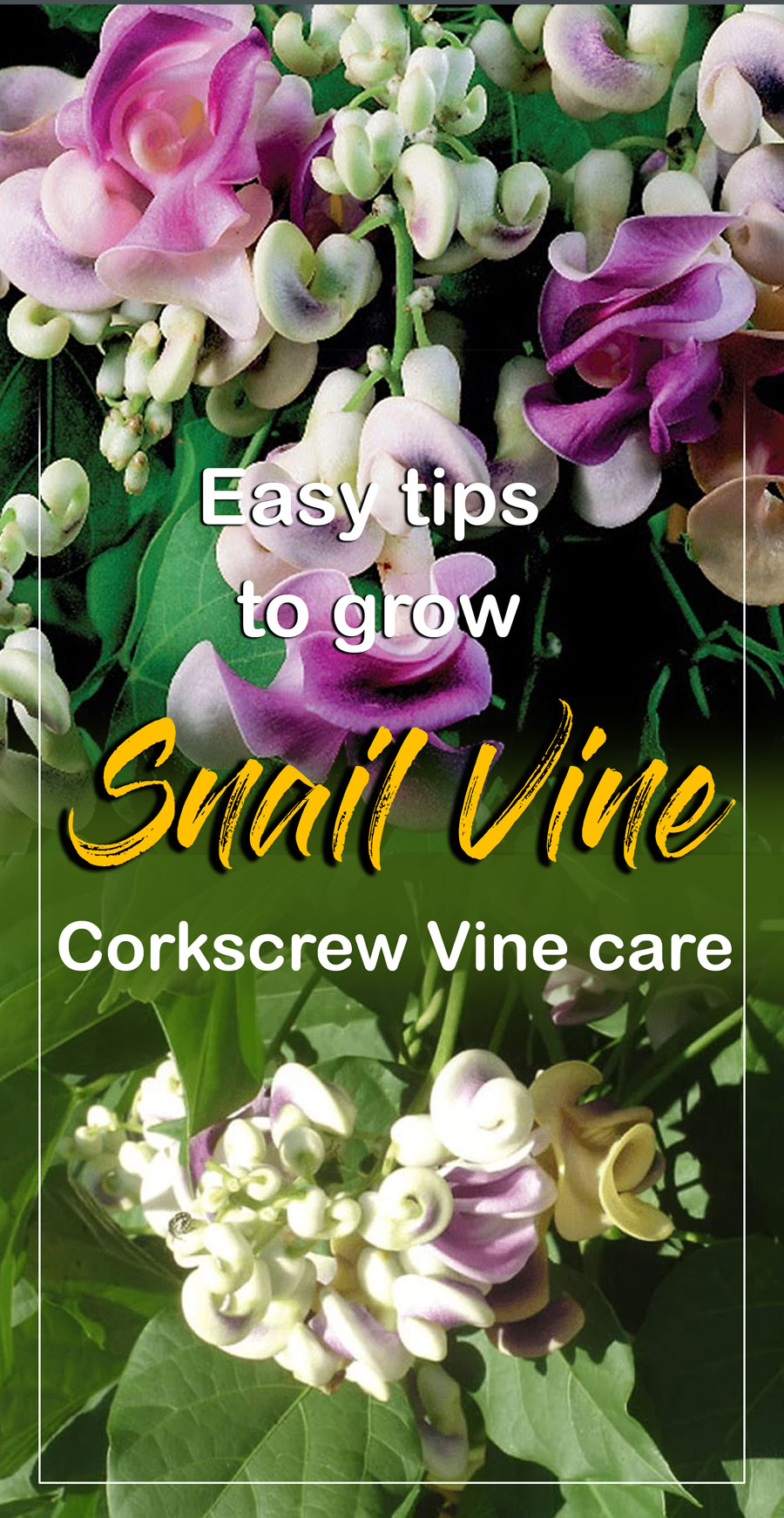 Snail Vine growing tips | Corkscrew Vine care