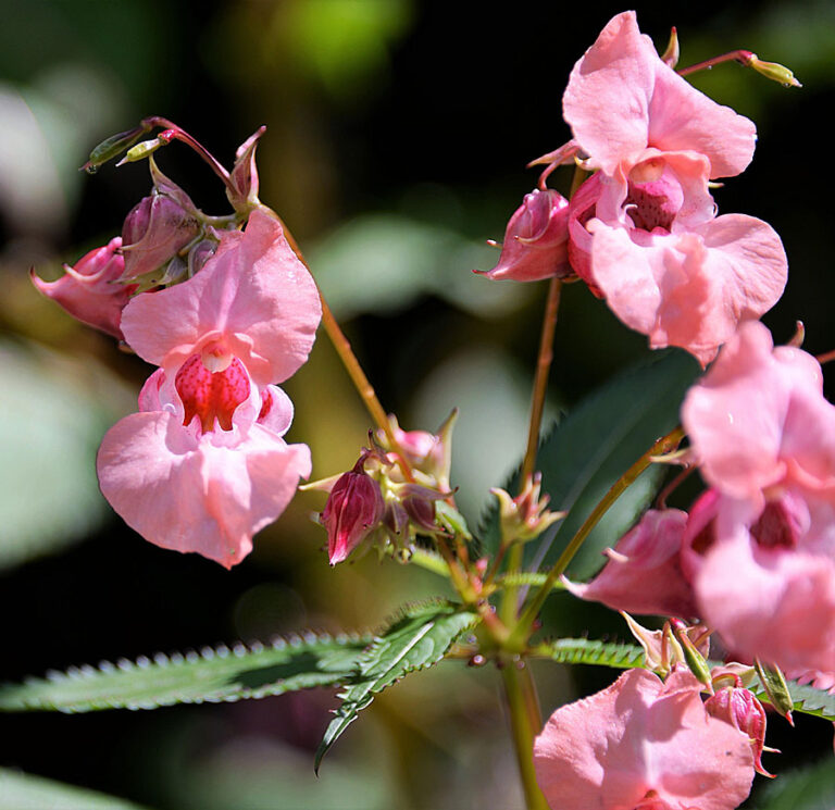 How to Grow and Care Balsam Flower | (Impatiens balsamina)