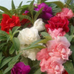 How to Grow and Care Balsam Flower | (Impatiens balsamina)