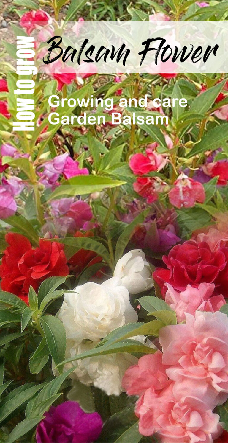 How to Grow and Care Balsam Flower | (Impatiens balsamina)
